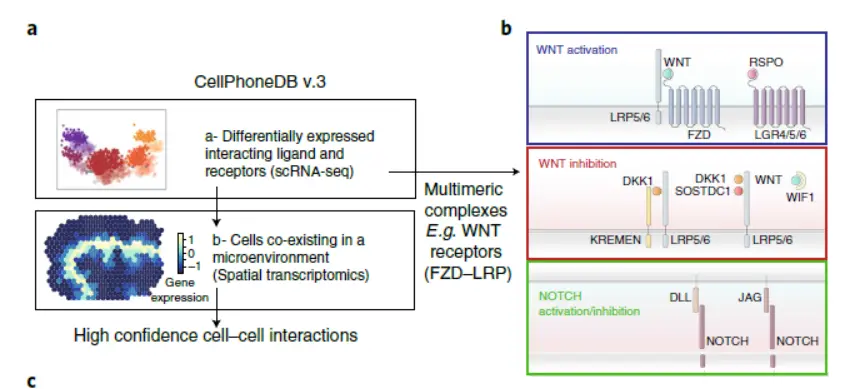 考虑空间位置的通讯分析手段---CellphoneDB（V3.0）_cellphonedb python-CSDN博客