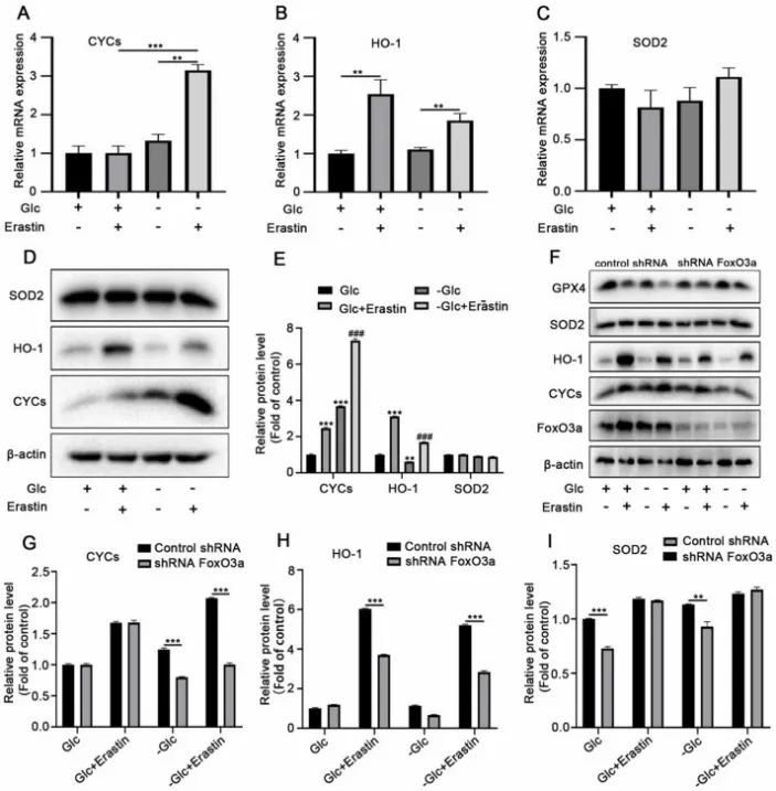 项目文章 | 一套转录因子ChIP-seq数据，2篇一区SCI？快来瞅瞅_foxo3与铁死亡-CSDN博客