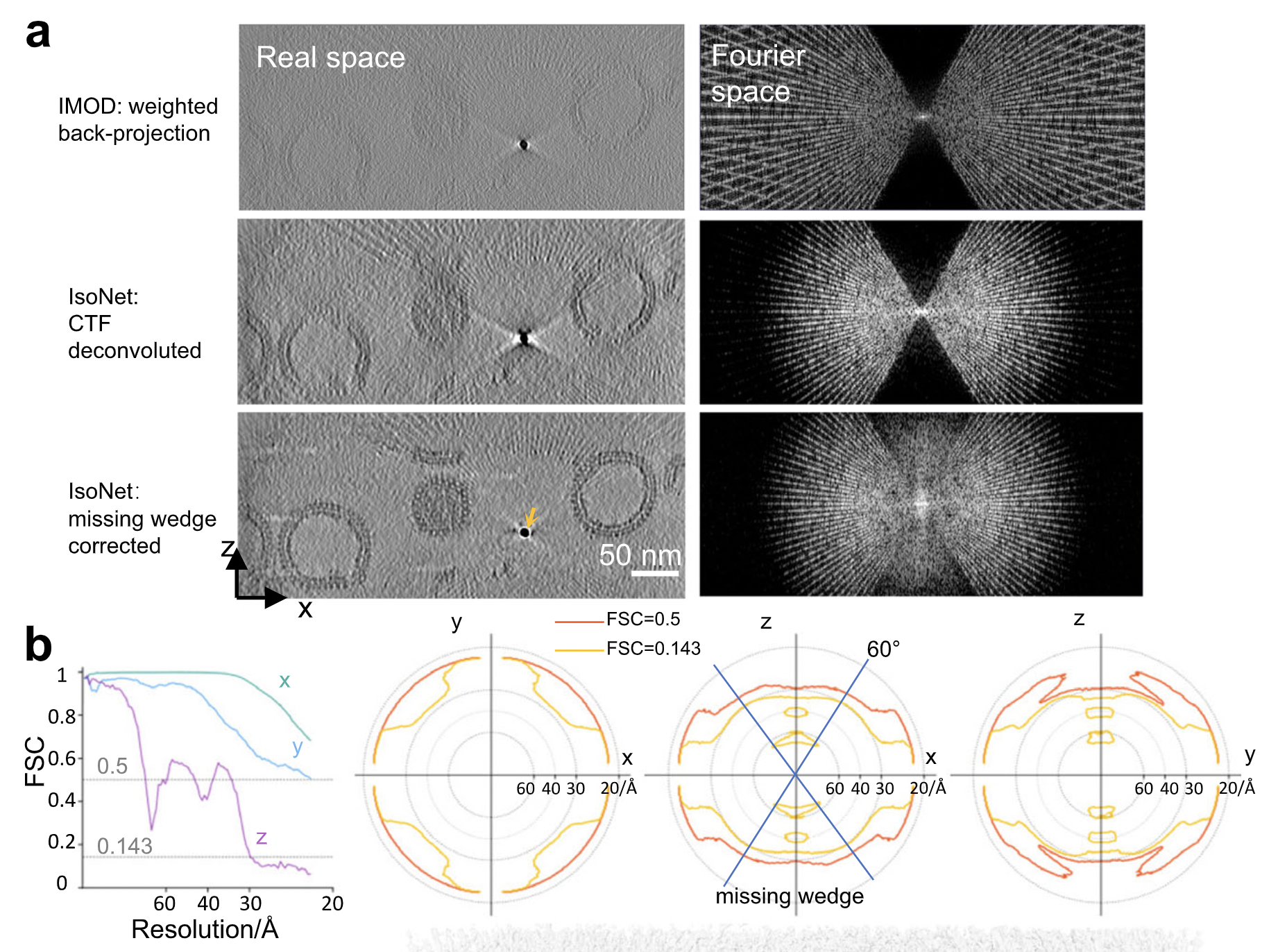 【论文阅读|cryoET】Isotropic reconstruction for electrontomography with deep learning (解决缺失楔问题&降噪）_ctf ...