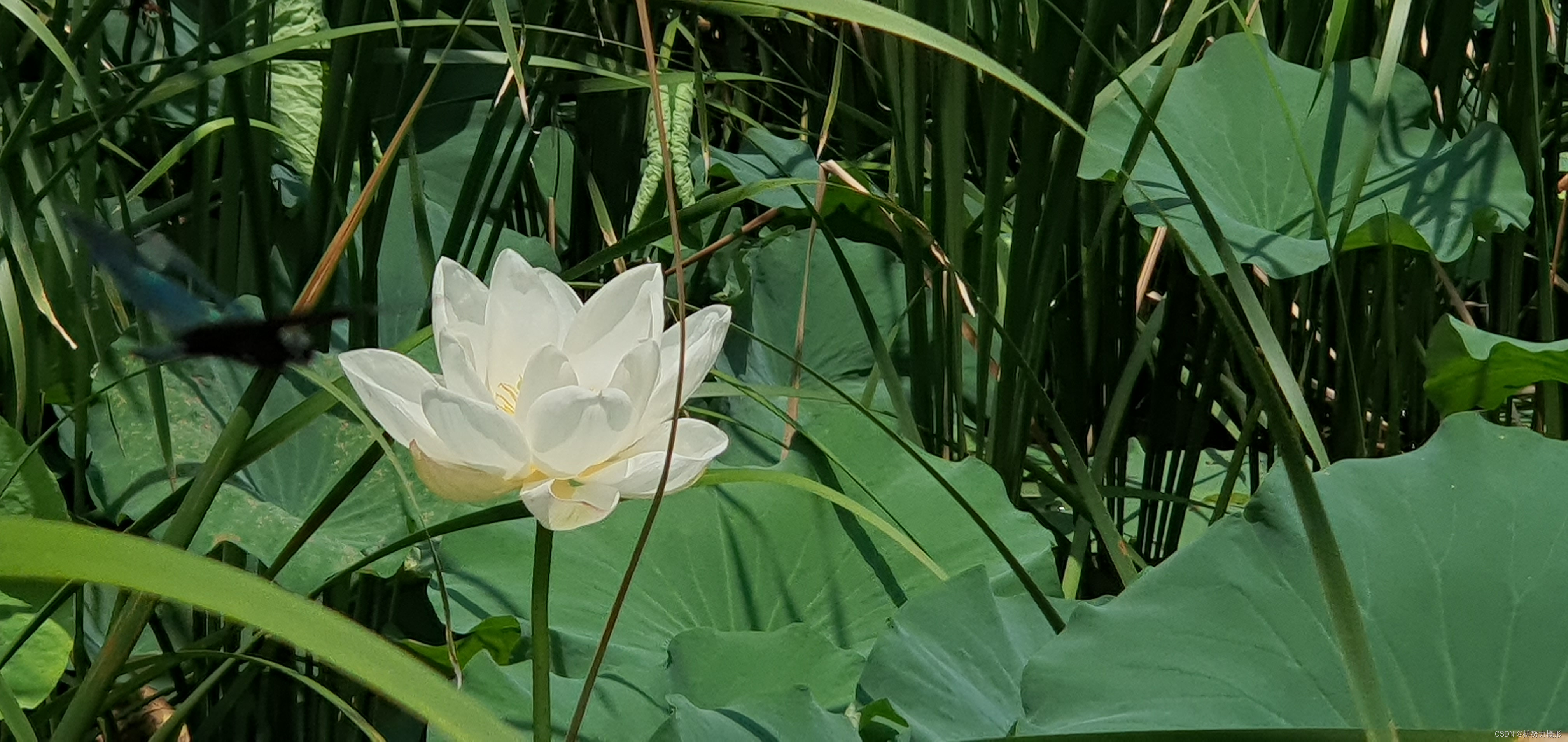 梯度提升树算法原理与python实战——机器学习笔记之集成学习partⅣ梯度树计算原理 Csdn博客