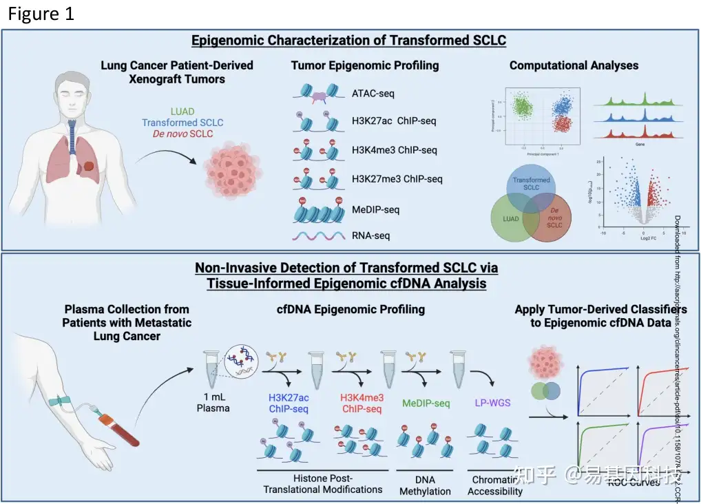 易基因：表观基因组cfDNA分析检测晚期EGFR突变肺腺癌患者的小细胞转化 | 肿瘤监测研究_cfdna chip-CSDN博客