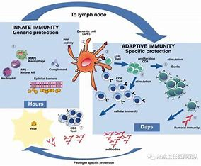【智能优化算法】人工免疫算法 (Immune Algorithm, IA), 1986-CSDN博客