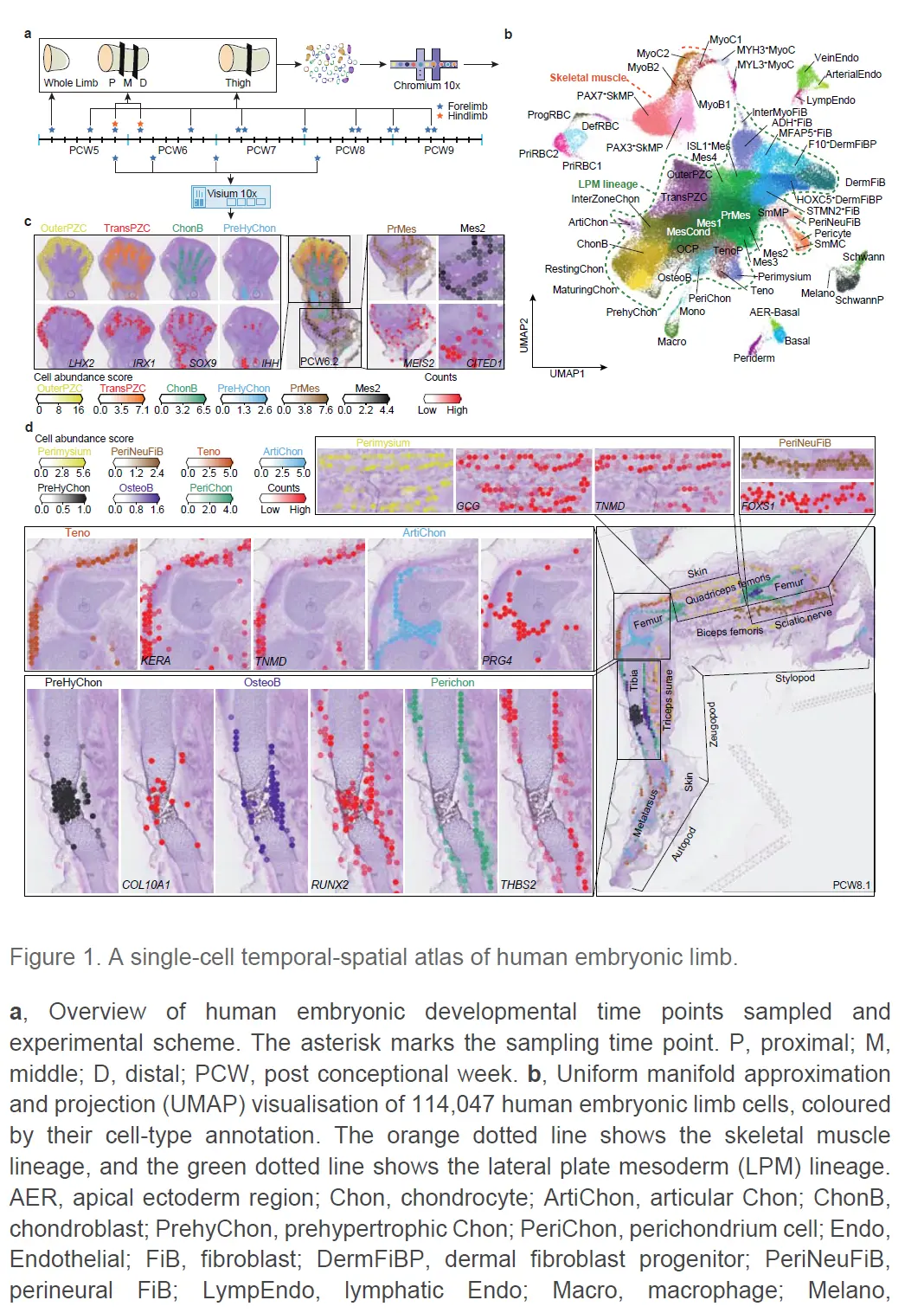 10X单细胞空间联合分析解析的人类胚胎limb cell图谱_a human embryonic limb cell atlas ...