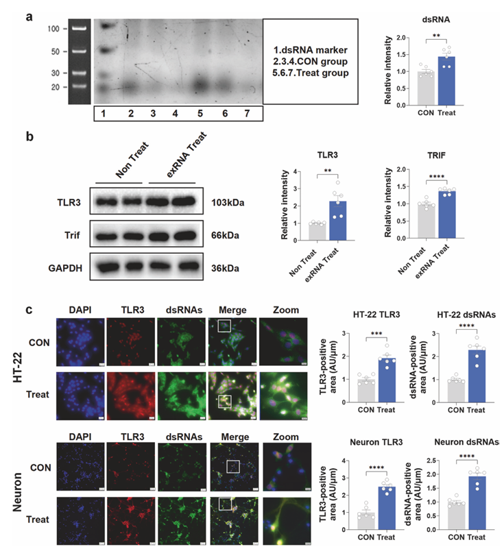 AbMole| 细胞外RNA-TLR3信号通路在慢性神经病理性疼痛后小鼠认知功能障碍中的作用研究_extracellular rnas ...