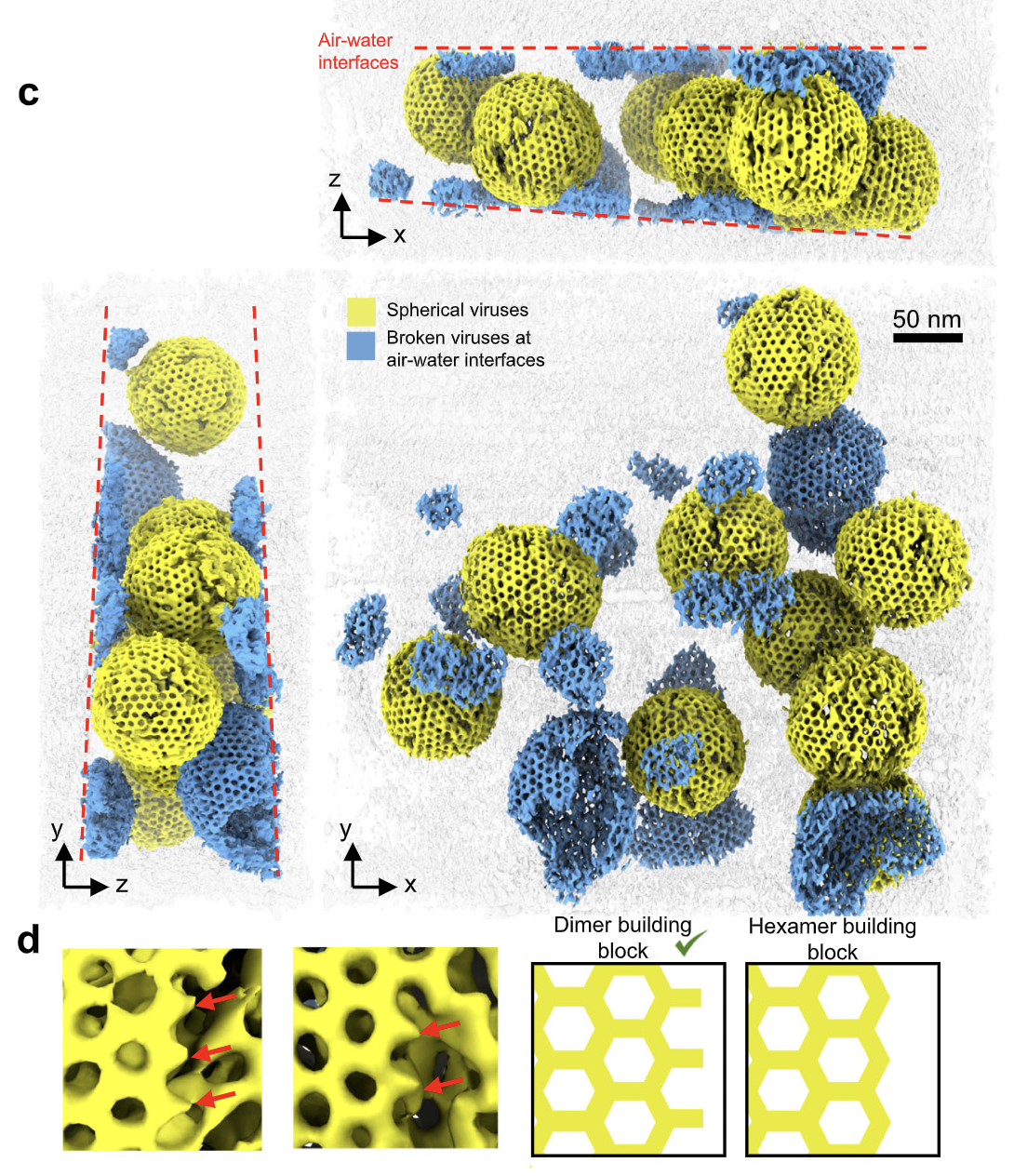 【论文阅读|cryoET】Isotropic reconstruction for electrontomography with deep learning (解决缺失楔问题&降噪）_ctf ...