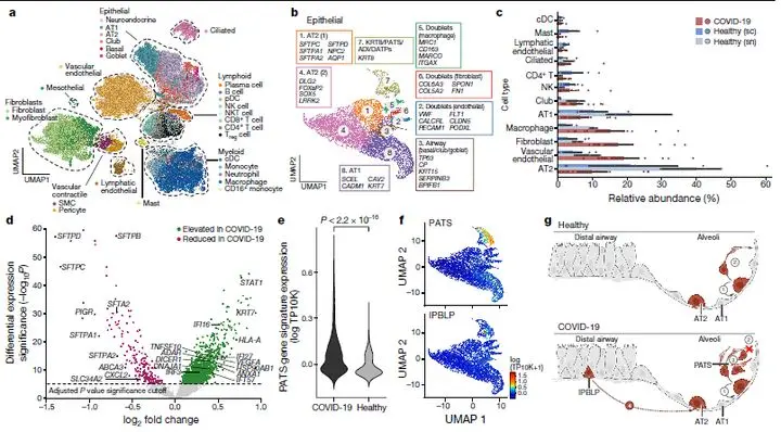 空间转录组检测靶点定量技术----Digital Spatial Profiler（DSP）_dsp空间转录组-CSDN博客