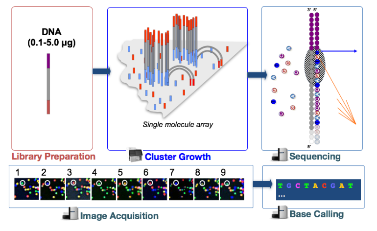 RNA-seq 详细教程：分析流程介绍（1）_ncrna-seq分析-CSDN博客