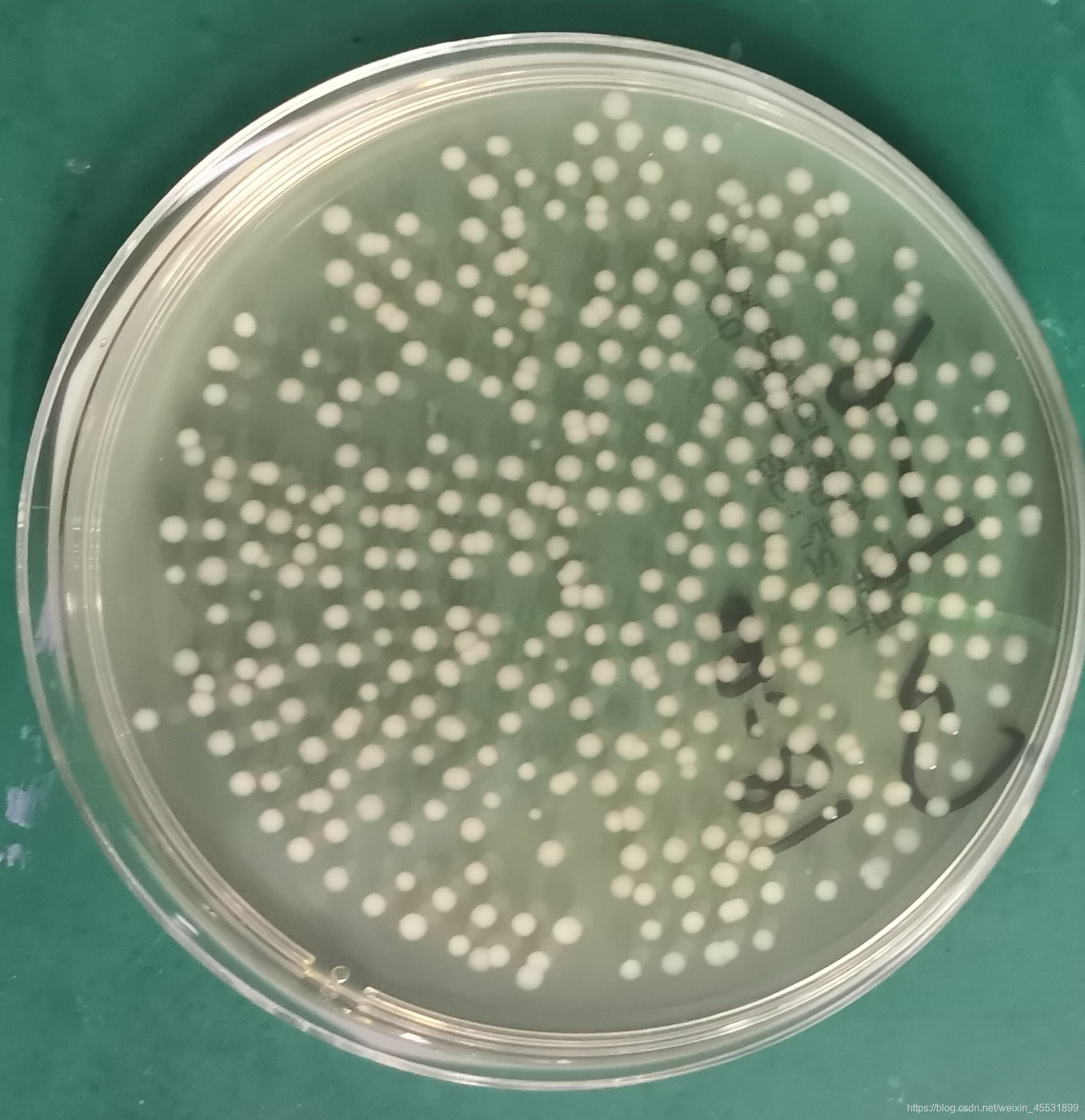 【PyQt5】简易菌群计数软件（基于opencv-python和PyQt5）_培养皿上微生物定位数据集csdn-CSDN博客