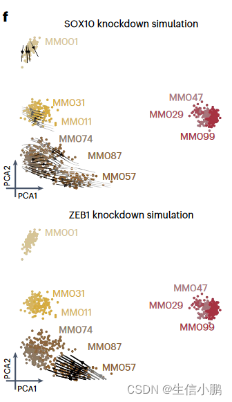 SCENIC+：增强子和基因调控网络的单细胞多组学推理-CSDN博客