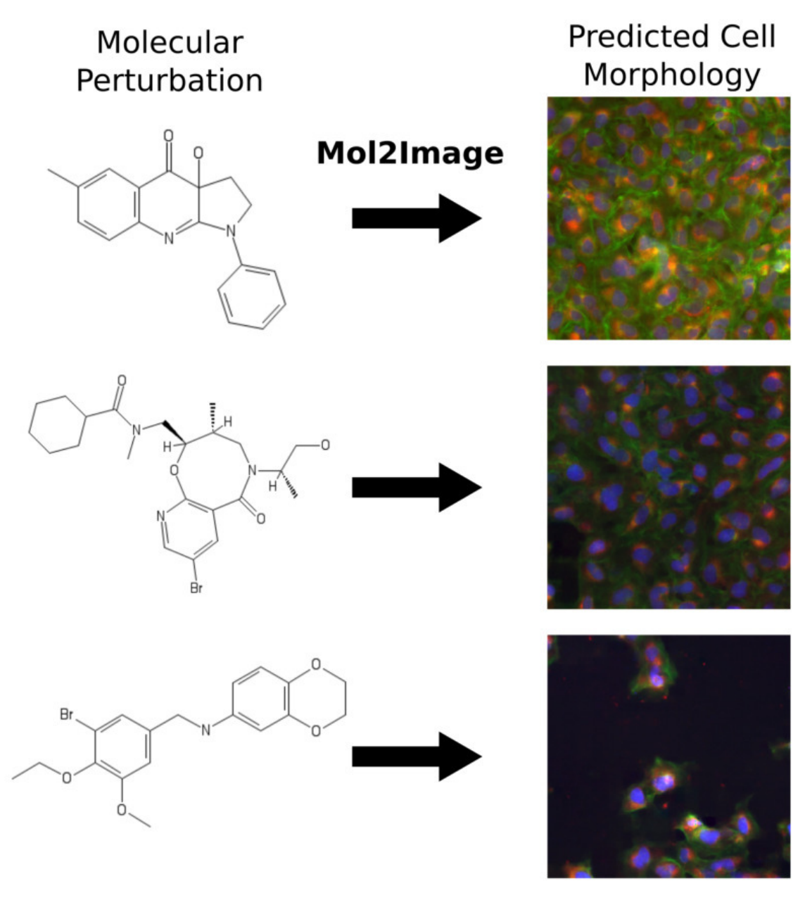 Mol2Image: Improved Conditional Flow Models for Molecule to Image Synthesis-CSDN博客