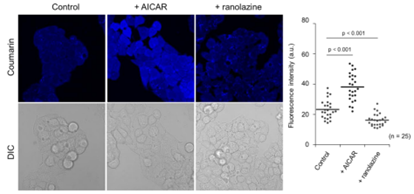 FAO（脂肪酸β-氧化，Fatty acid beta-oxidation）应用实例_fao实验-CSDN博客