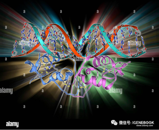 手把手教您怎么研究转录因子_转录因子是通过转录组鉴定的吗-CSDN博客
