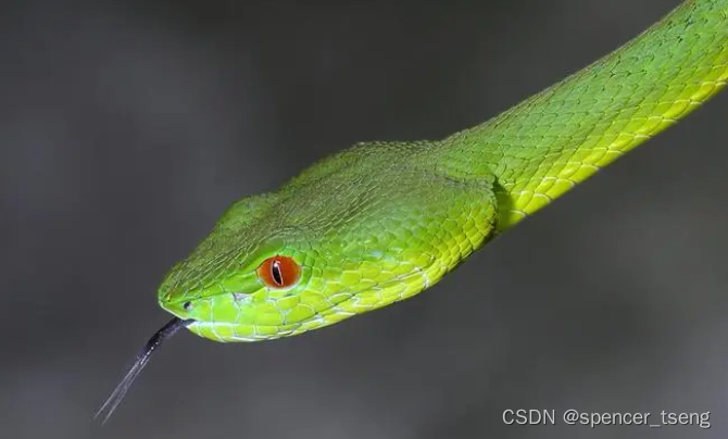 green bamboo snake_bamboo green snake-CSDN博客
