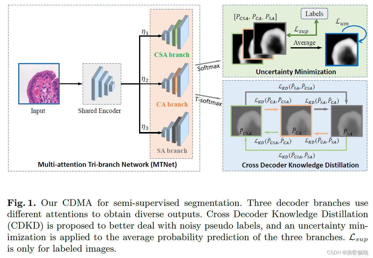 论文解读《Semi-supervised Pathological Image Segmentation via Cross Distillation of Multiple ...