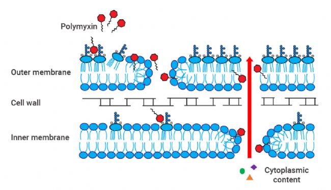 干货分享 | 抗生素你了解多少？样品的爱好你真的清楚吗？ | MedChemExpress (MCE)_antibiotic amphotericin b-CSDN博客