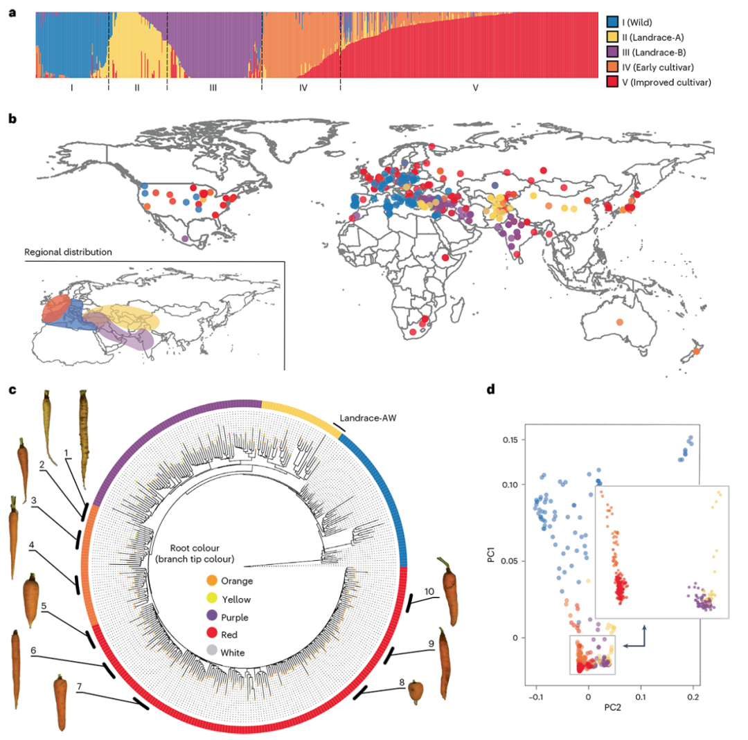 nature plants|Gwas分析揭秘胡萝卜独特橙色表型_胡萝卜vigs-CSDN博客