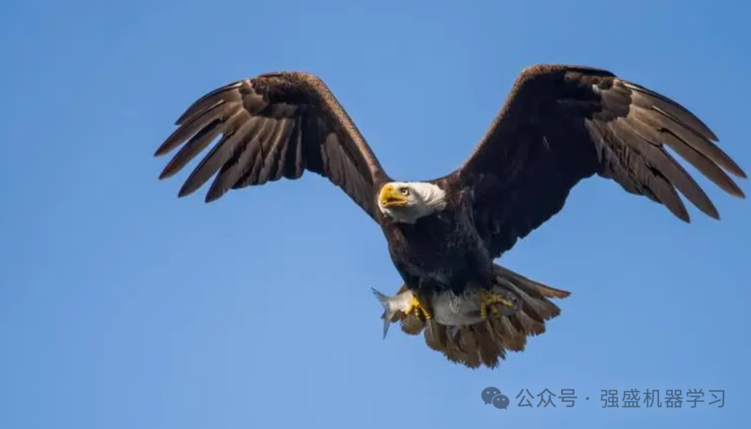 黑鹰优化算法(BEO)-2024年SCI新算法-公式原理详解与性能测评 Matlab代码免费获取_beo优化算法-CSDN博客