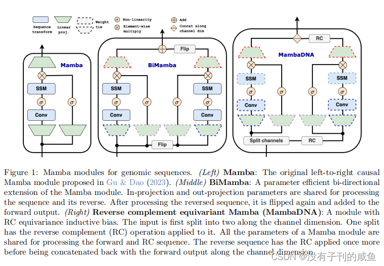 论文阅读笔记(九)——Caduceus: Bi-Directional Equivariant Long-Range DNA Sequence Modeling_bimamba-CSDN博客