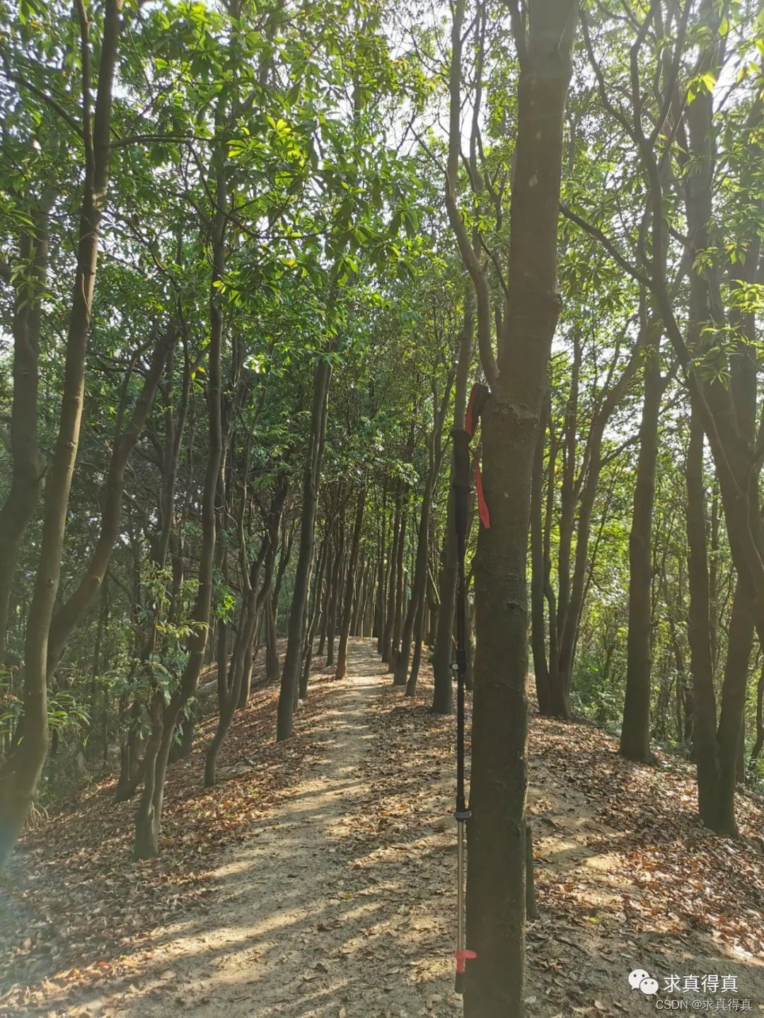 freeswitch配置SBC的方案_freeswitch sbc-CSDN博客