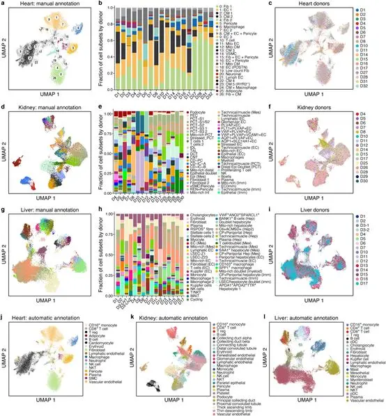 空间转录组检测靶点定量技术----Digital Spatial Profiler（DSP）_dsp空间转录组-CSDN博客