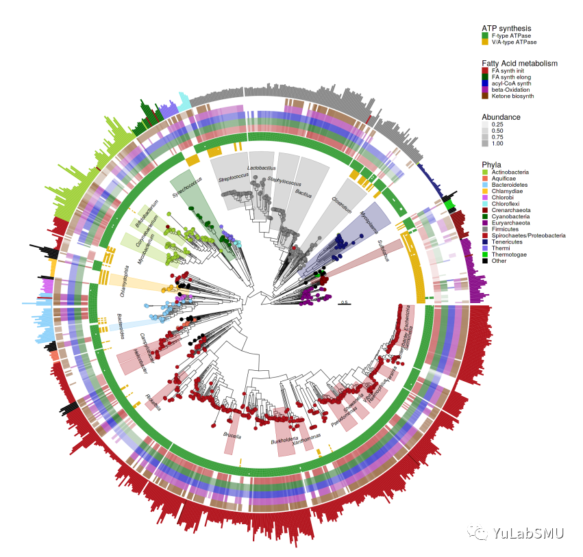 MBE：ggtreeExtra-用图层叠加方法绘制环形进化树-CSDN博客