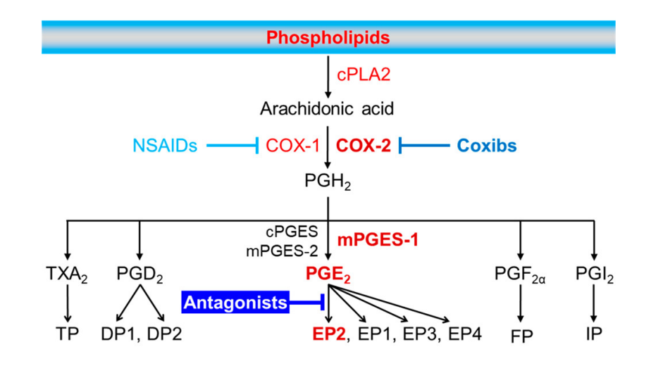 5YWY、7CX2/3/4之间的关系 + 新型 EP2/EP4 受体双靶点拮抗剂的设计、合成及其在肿瘤免疫治疗中的应用 论文阅读_癌细胞上有 ...