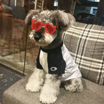 DashVector + ModelScope 玩转多模态检索_dashvector向量检索服务-CSDN博客