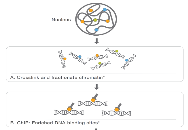 ChIP-seq 分析：原始数据质控（2）_chipseq数据分析-CSDN博客