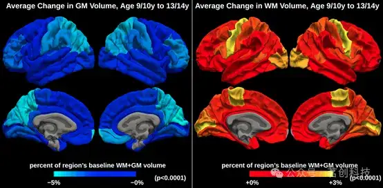 Hum Brain Mapp：青春期早期的灰质流失可以用白质生长来解释吗？_青少年灰质和白质的发展-CSDN博客