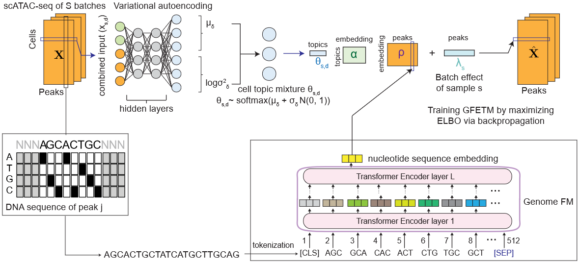 GFETM: Genome Foundation-based Embedded Topic Model for scATAC-seq Modeling阅读笔记_peakvi-CSDN博客