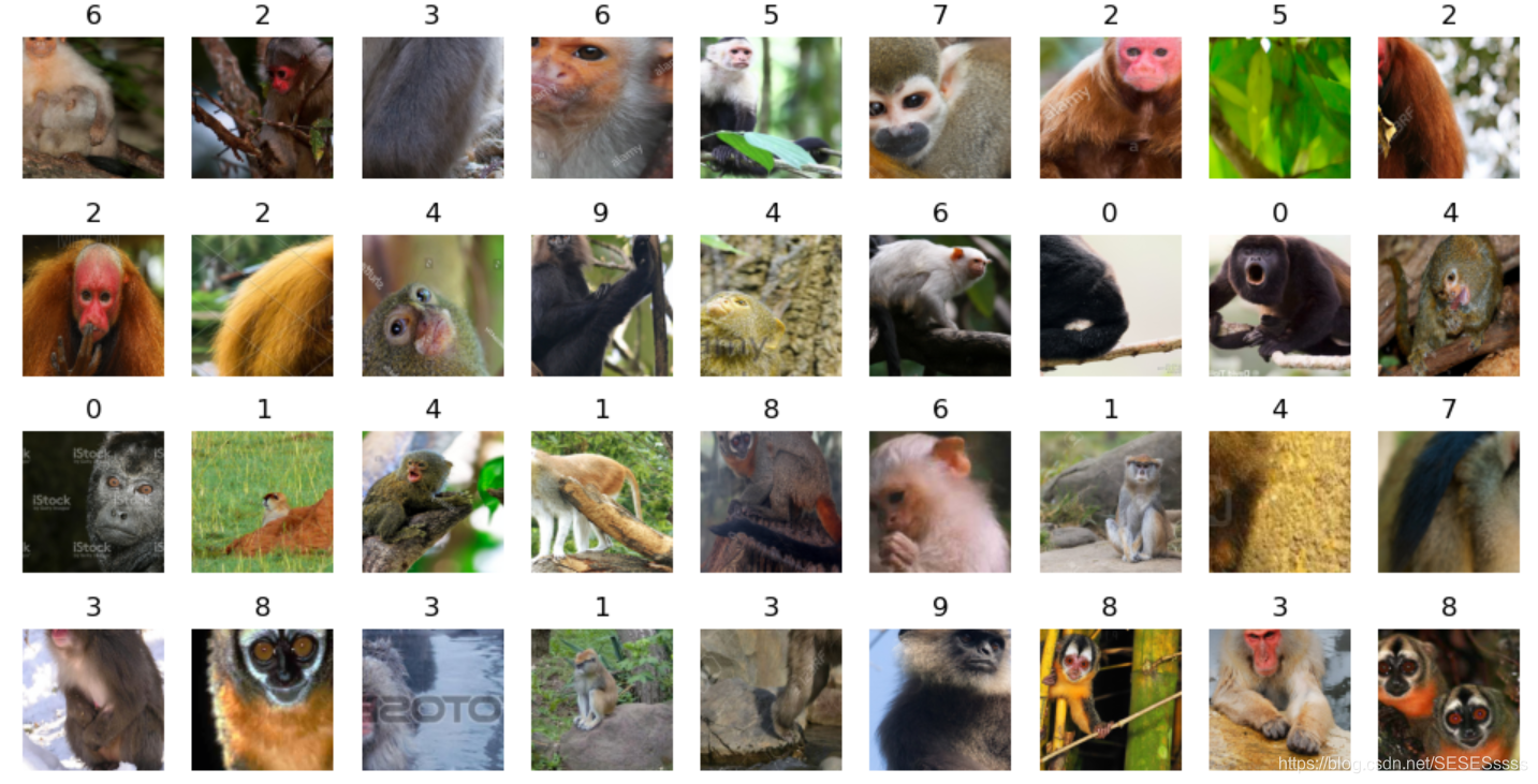 [图像识别]Pytorch搭建预训练VGG16实现10 Monkey Species Classification_10-monkey-species-CSDN博客