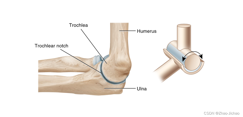 【Paper】2021_Statistical shape modeling of the talocrural joint using a ...