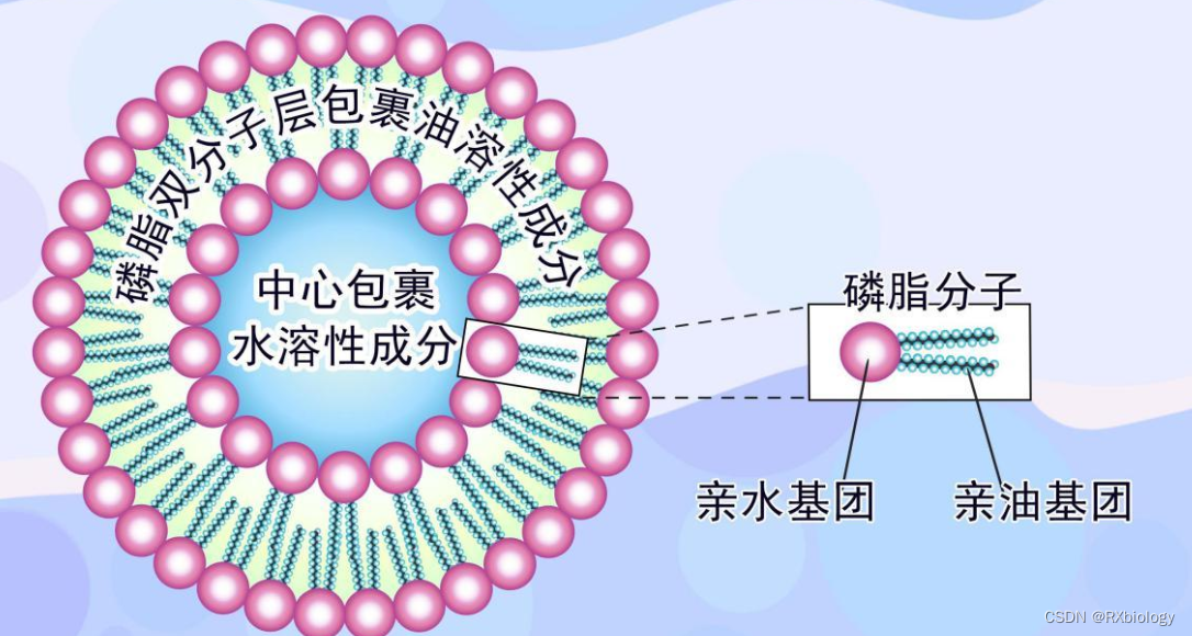 大环-Cyclodextrin-PEG-DMG、DSG、DPG，环糊精修饰脂质体_聚合物中dsg是什么结构-CSDN博客