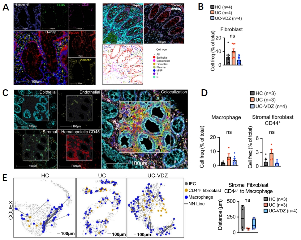Nat Commun｜phenocycler（原CODEX）发现外周血靶细胞亚群的组织落脚点，深入理解疾病中细胞亚群的作用-CSDN博客