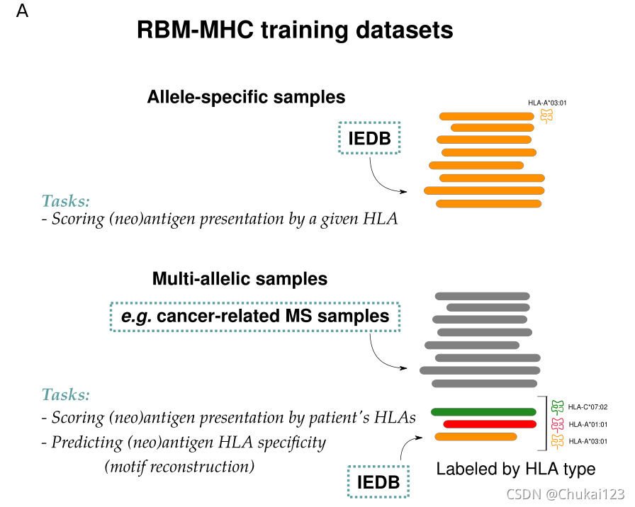 RBM-MHC: A Semi-Supervised Machine-LearningMethod for Sample-Specific Prediction of ...