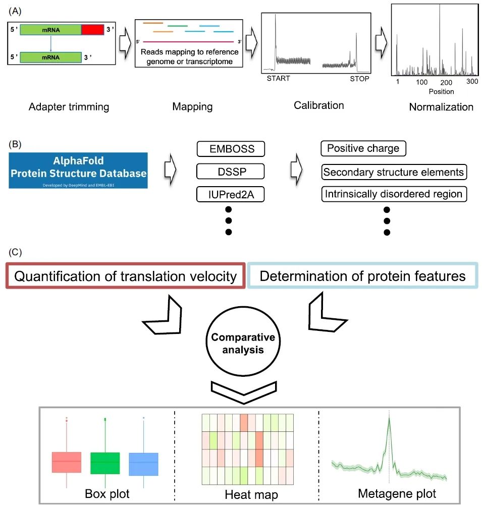 iMeta | VeloPro: 东京大学齐藤裕组揭示蛋白质翻译速率与结构特征关联模式的分析流程...-CSDN博客