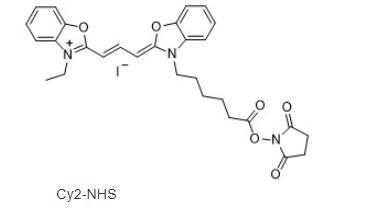 186205-33-4，Cyanine2 NHS ，Cy2活化酯，荧光核化学结构较稳定，可适配各种常规仪器的绿色荧光通道-CSDN博客
