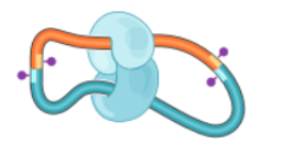 Hi-C 测序技术（图解详解）_hi-c技术-CSDN博客