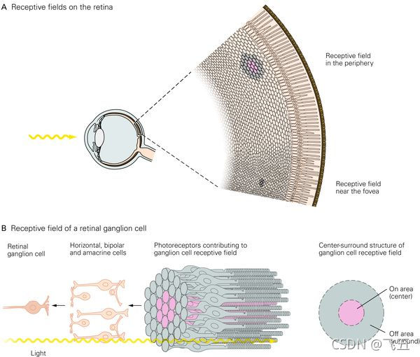 【学习笔记】Visual Cortex of Human‘s Brain_complex cell感受野-CSDN博客