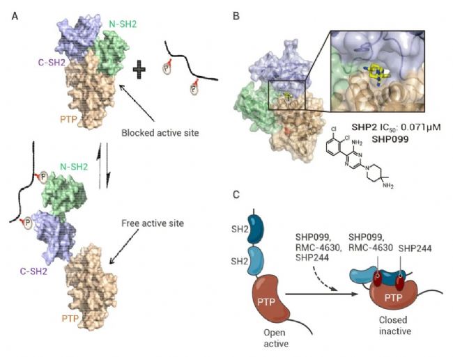 首例被攻克的 “不可成药“ 新靶点: PTPN2/PTPN1 - MedChemExpress_abbv-cls-484-CSDN博客