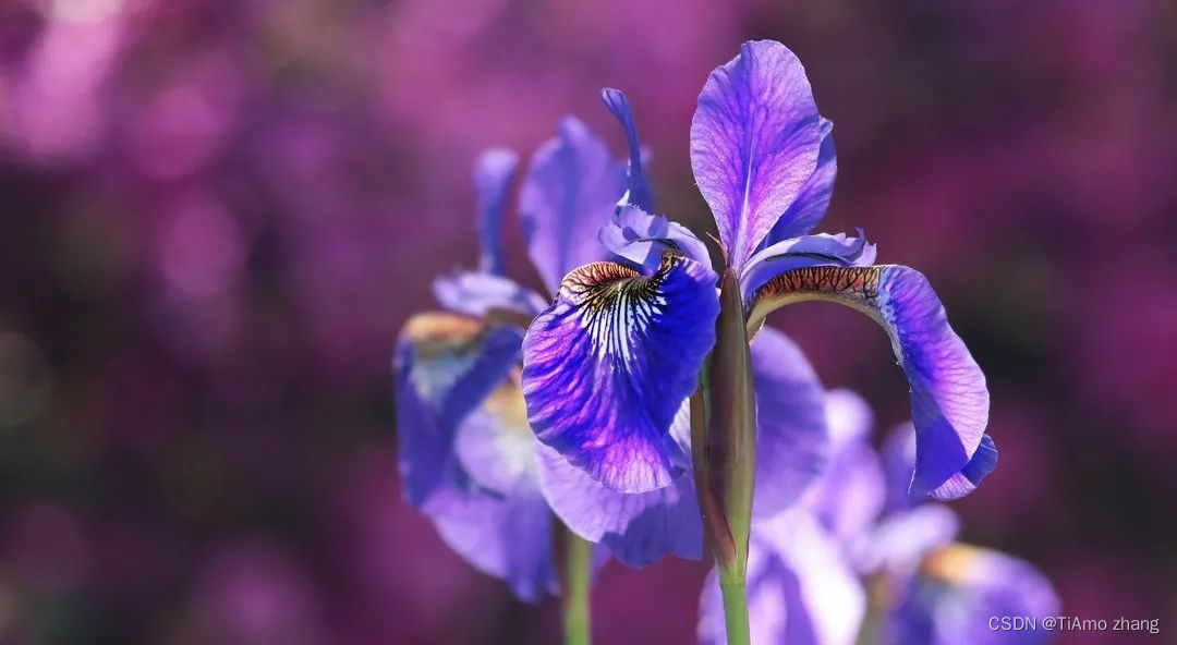 Python实现KNN算法（附源码）_算法-CSDN专栏