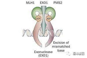 DNA 14. SCI 文章肿瘤微卫星不稳定性计算方法（MSI）-CSDN博客