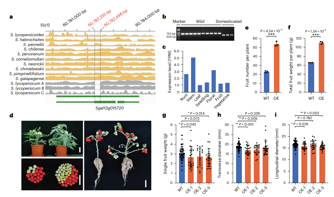 Nature Genetic | 番茄超级泛基因组的多样性和结构变异_super-pangenome analyses highlight genomic diversi-CSDN博客
