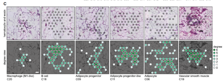 空间转录组的空间位置信息概述_commot-CSDN博客