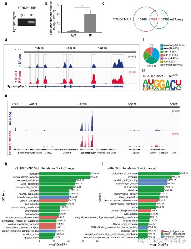 m6A RNA甲基化MeRIP-seq测序分析实验全流程解析_m6a-seq-CSDN博客