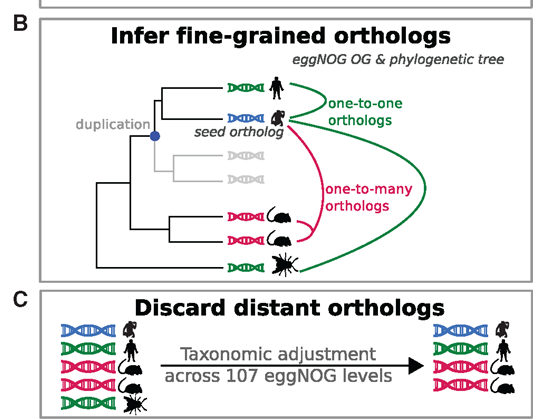 应该是最好的eggnog-mapper功能注释教程-CSDN博客