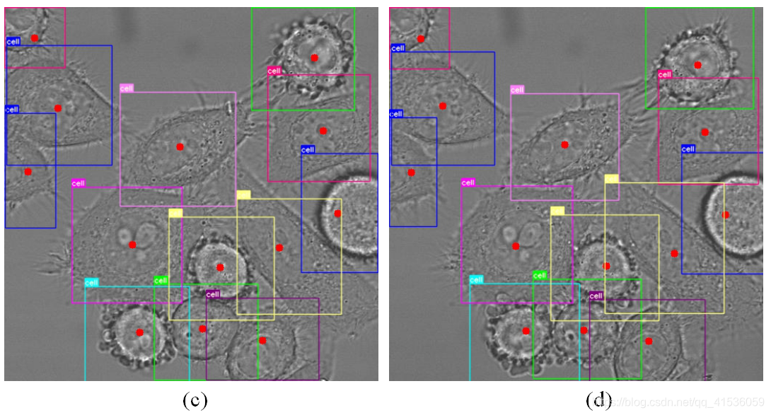 【计算机视觉】基于Yolov5+Kalman Filter的多细胞追踪（CELL TRACKING CHALLENGE）_yolo+kalman-CSDN博客