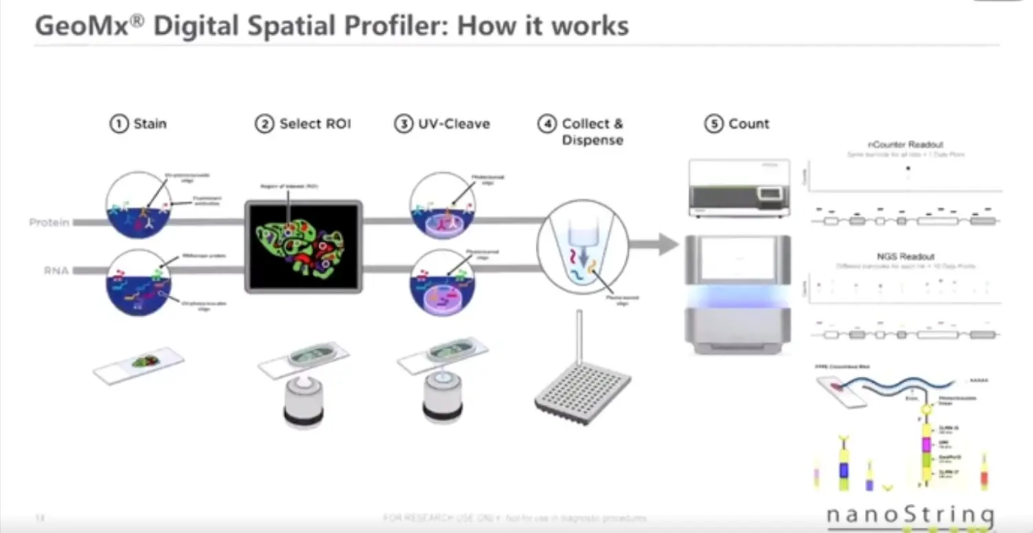 空间转录组检测靶点定量技术----Digital Spatial Profiler（DSP）_dsp空间转录组-CSDN博客