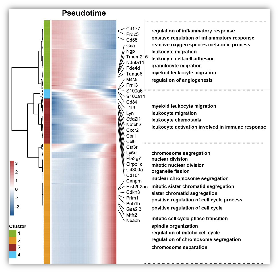 Monocle3个性化分析作图：拟时热图/拟时基因GO分析/拟时基因趋势分析_单细胞monocle2中的热图如何运用到monocle3-CSDN博客
