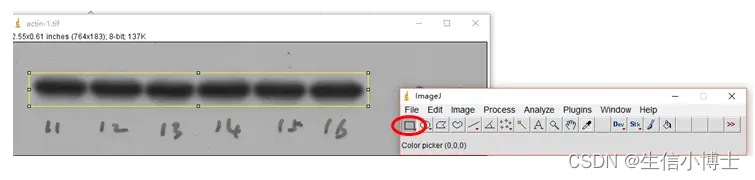 image J 对Western blot 条带进行灰度分析 量化分析_imagej分析wb条带-CSDN博客